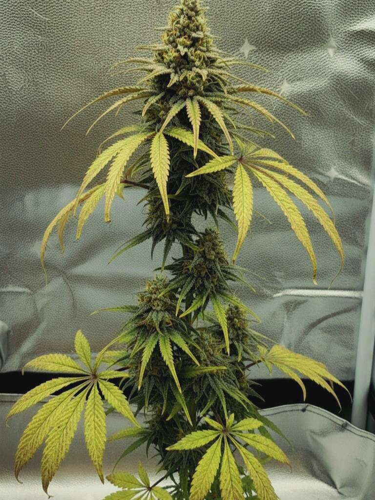 Ancestral skunk f3 bluestarseeds - Overgrow.com