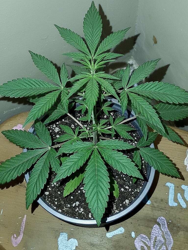 Ancestral skunk f3 bluestarseeds - Overgrow.com
